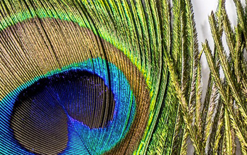 Werkgebieden - Paravani